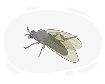 English Words for "Animals" | A2 Vocabulary | LanGeek