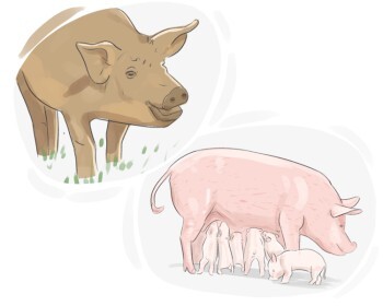 English Words for "Animals" | A1 Vocabulary | LanGeek