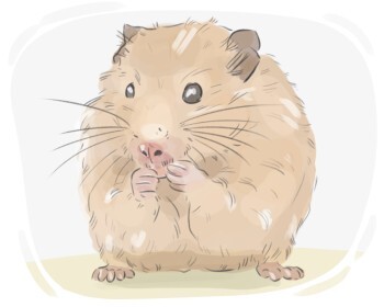 English Words for "Animals" | A2 Vocabulary | LanGeek