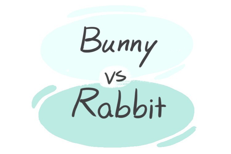 "Bunny" vs. "Rabbit" in English | LanGeek