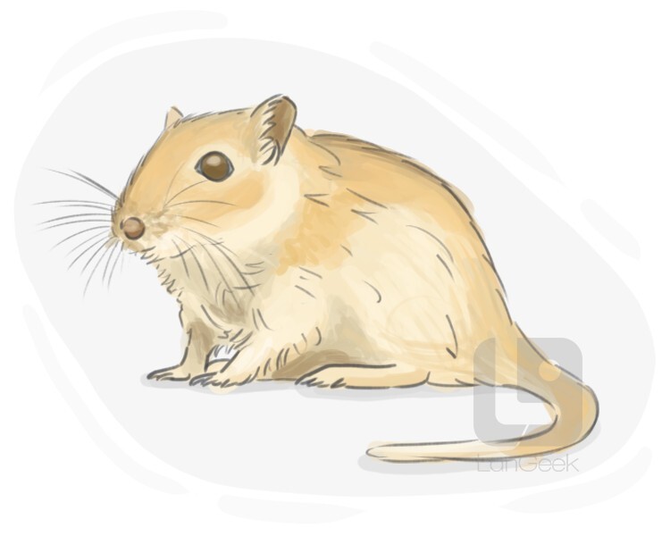 Gerbil Drawing