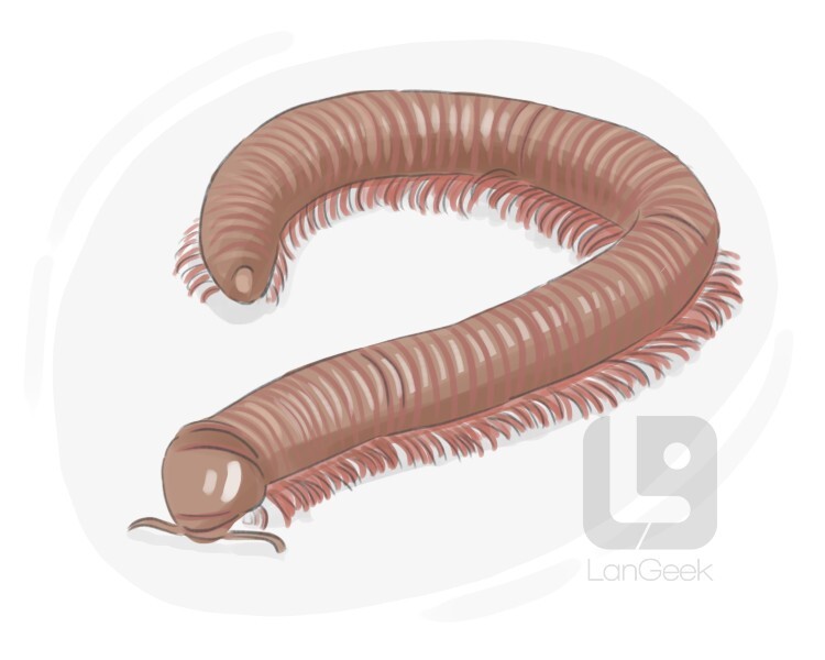 Definition & Meaning of "Millipede" | LanGeek