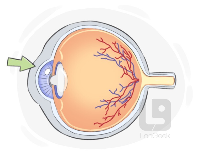Definition & Meaning of "Cornea" | LanGeek