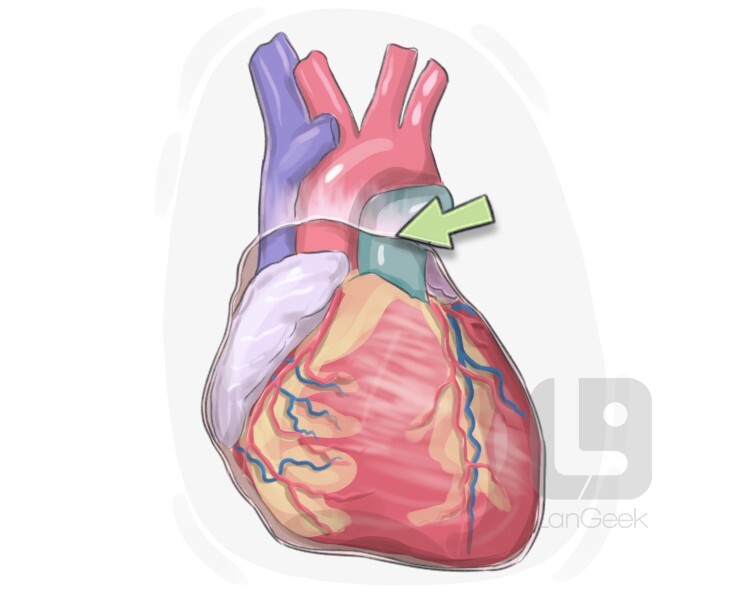 Definition & Meaning of "Pericardium" | LanGeek