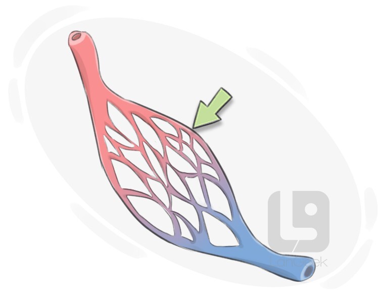 Definition Meaning Of Capillary Vessel LanGeek