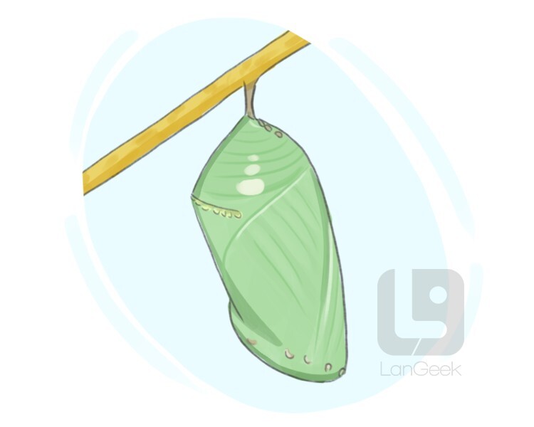 Definition & Meaning of "Chrysalis" | LanGeek