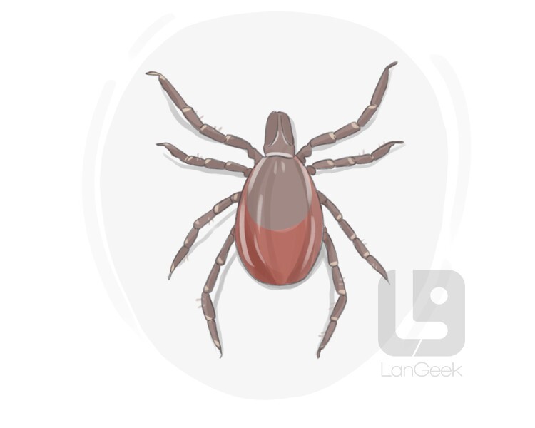 Definition & Meaning of "Deer tick" | LanGeek