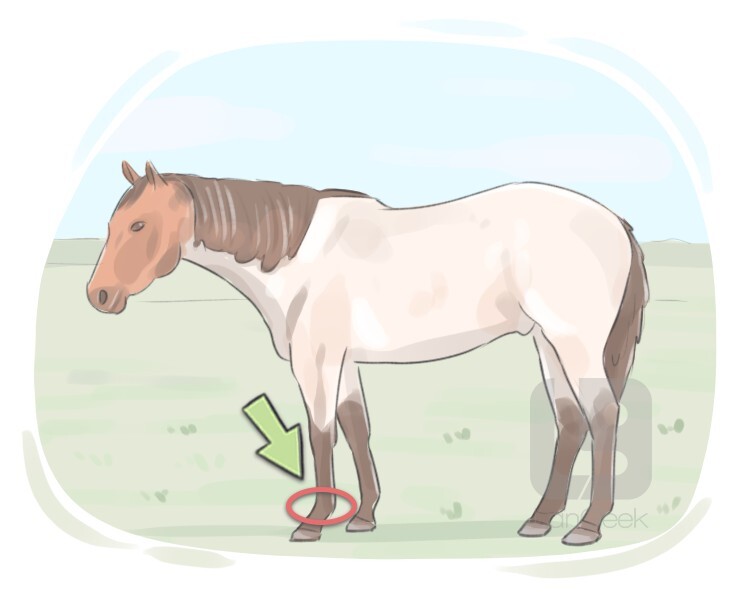 Definition & Meaning of "Fetlock" | LanGeek