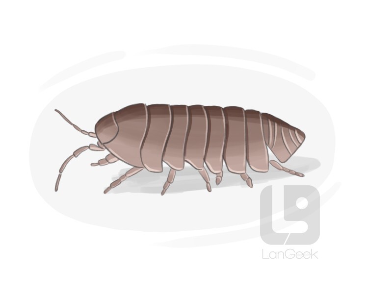 Definition & Meaning of "Woodlouse" | LanGeek
