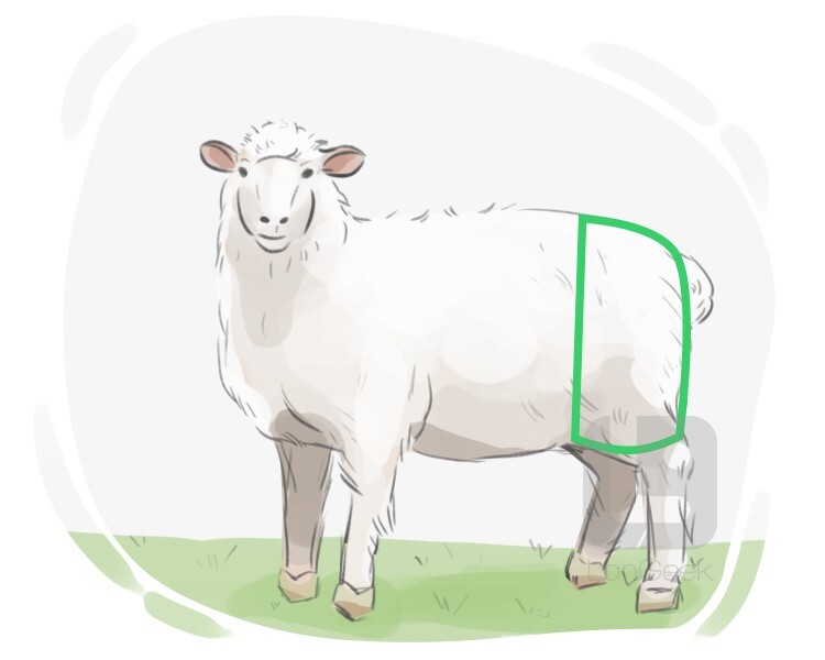 La traduction du mot "Leg" | LanGeek