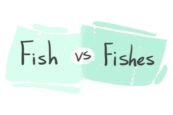 "Fish" vs. "Fishes" in English | LanGeek
