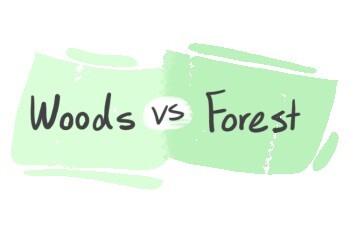 "Woods" vs. "Forest" in English | LanGeek