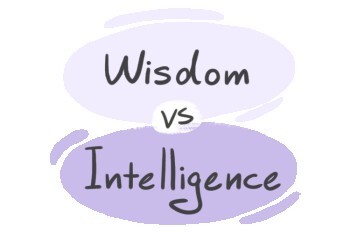 "Wisdom" vs. "Intelligence" in English | LanGeek