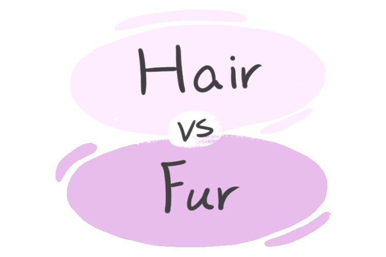 "Hair" vs. "Fur" in English | LanGeek