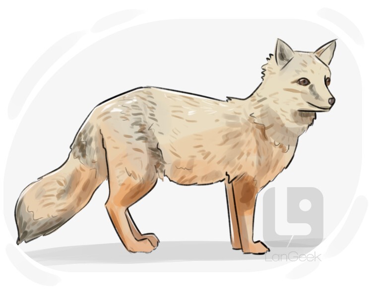 Definition & Meaning of "Corsac fox" | LanGeek