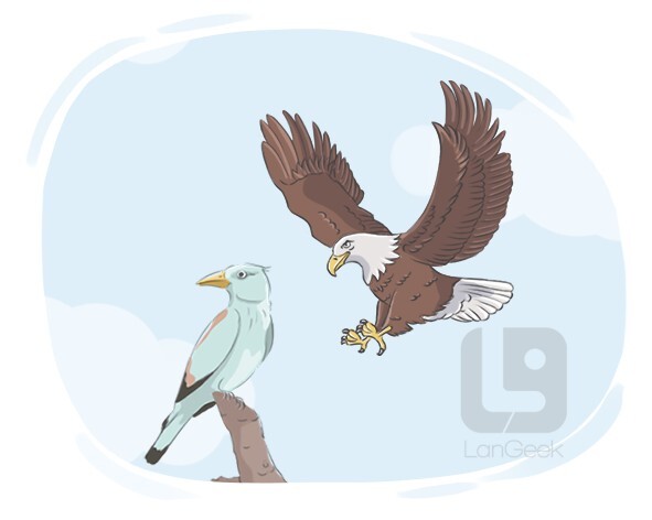 Definition & Meaning of "Bird" | LanGeek