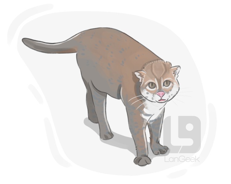 Definition & Meaning of "Flat-headed cat" | LanGeek