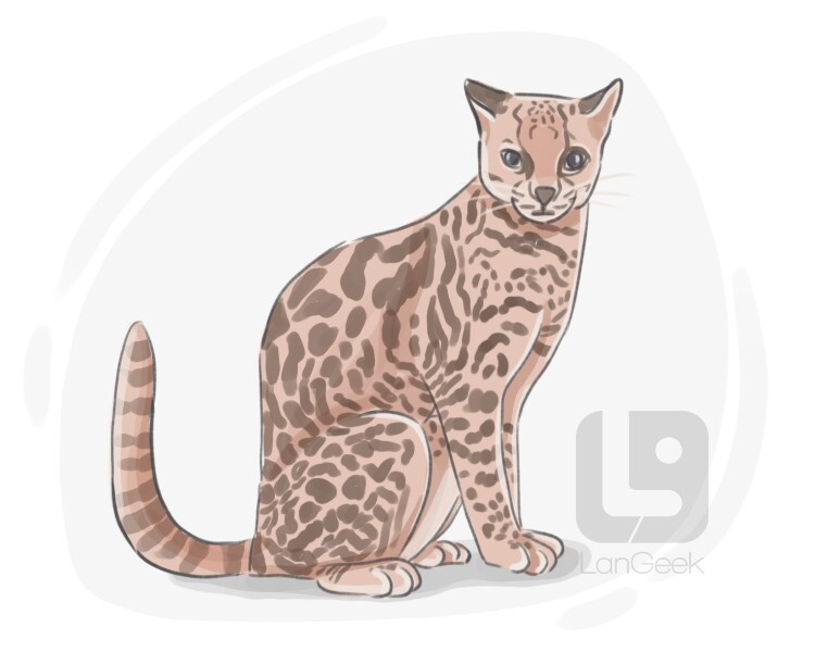 Definition & Meaning of "Margay" | LanGeek