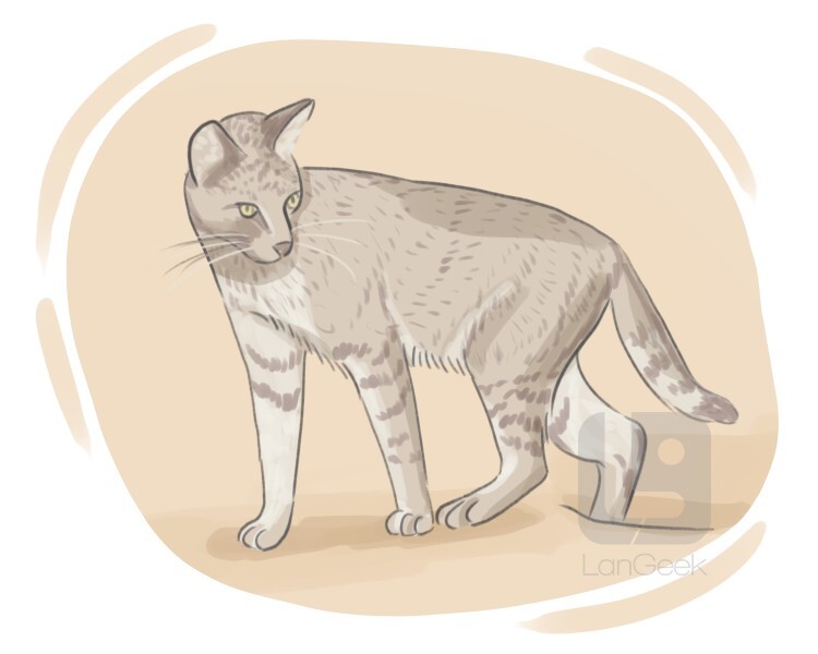 Definition & Meaning of "Jungle cat" | LanGeek