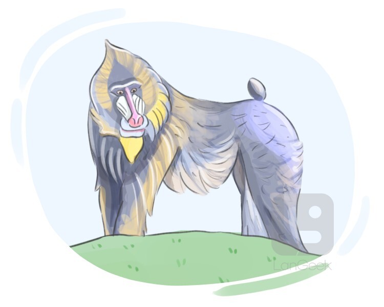 Definition & Meaning of "Mandrill" | LanGeek