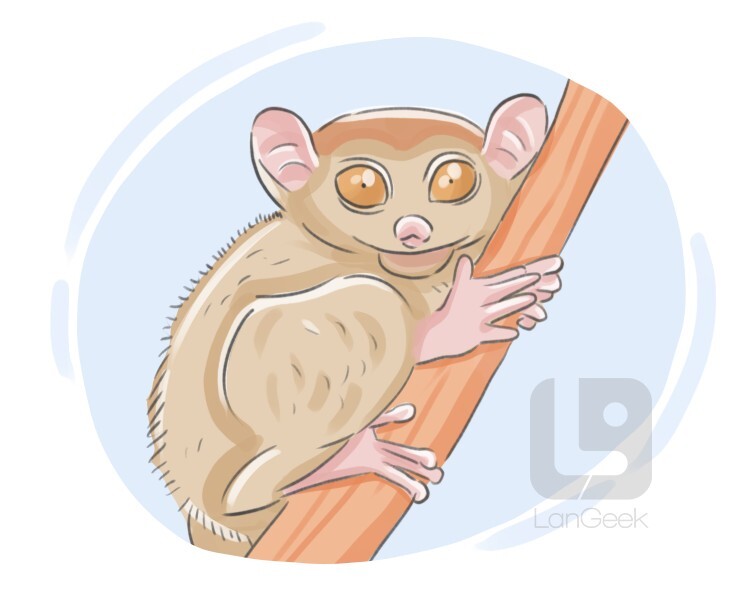 Tarsier Animated