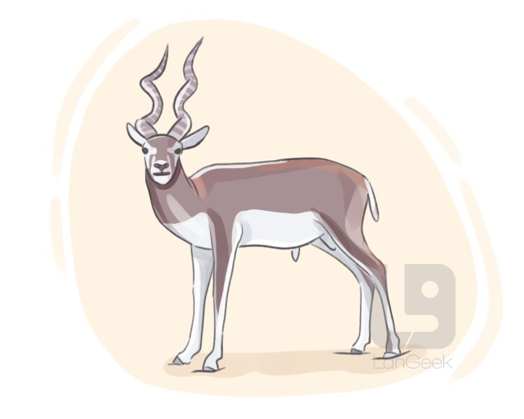 Definition & Meaning of "Blackbuck" | LanGeek
