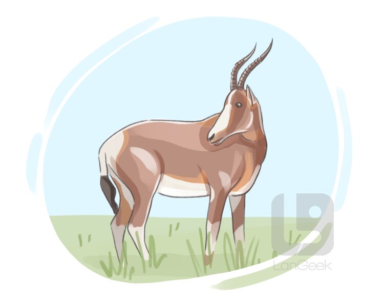 Definition & Meaning of "Bontebok" | LanGeek
