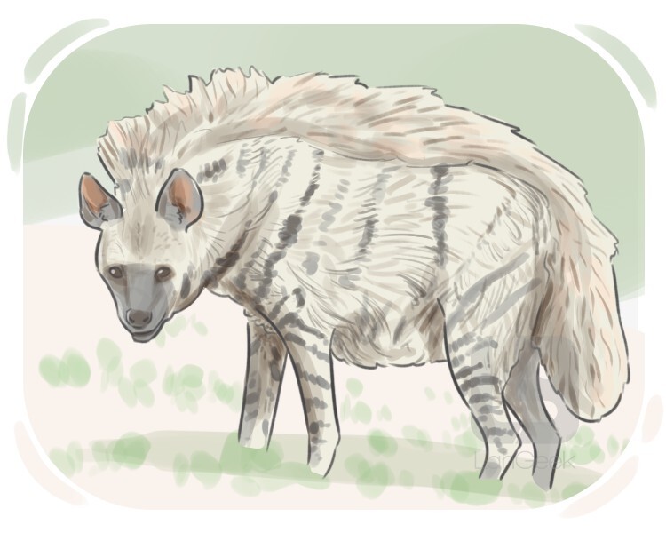Striped Hyena Drawing
