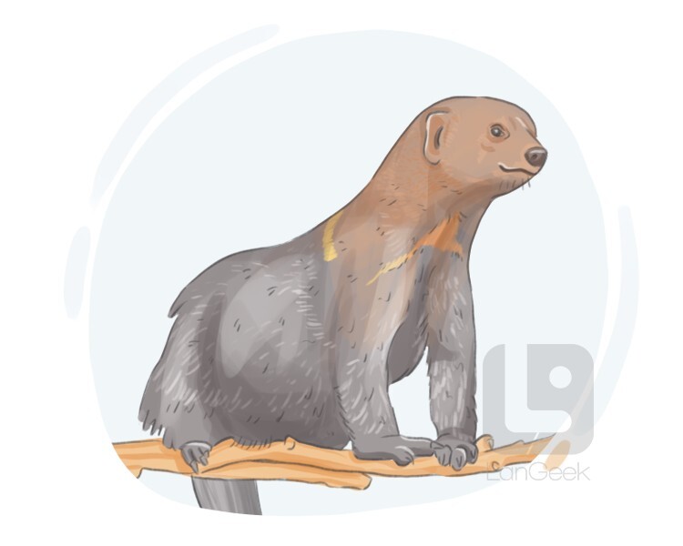 Definition & Meaning of "Tayra" | LanGeek