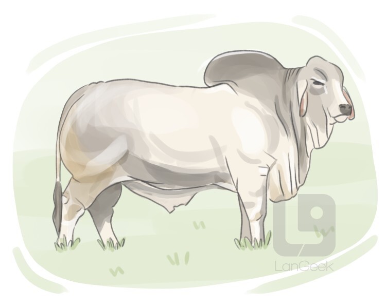 Definition & Meaning of "Bos indicus" | LanGeek