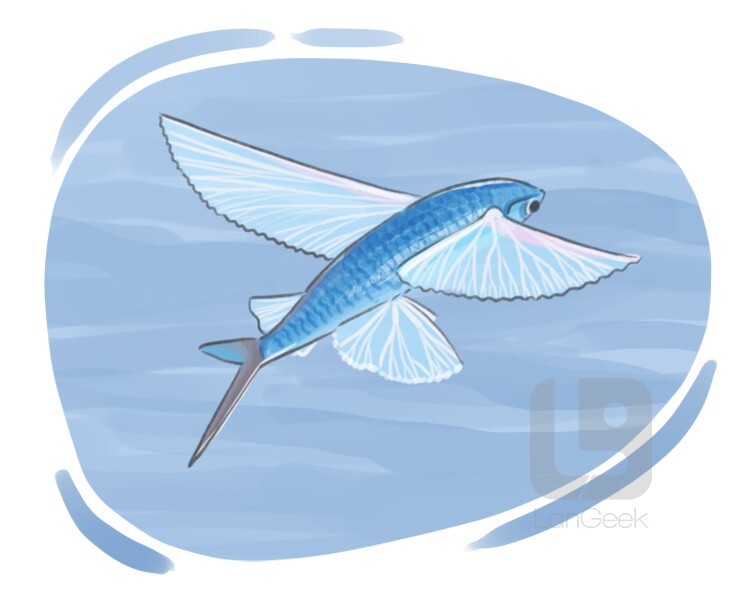 Definition & Meaning of "Flying fish" | LanGeek
