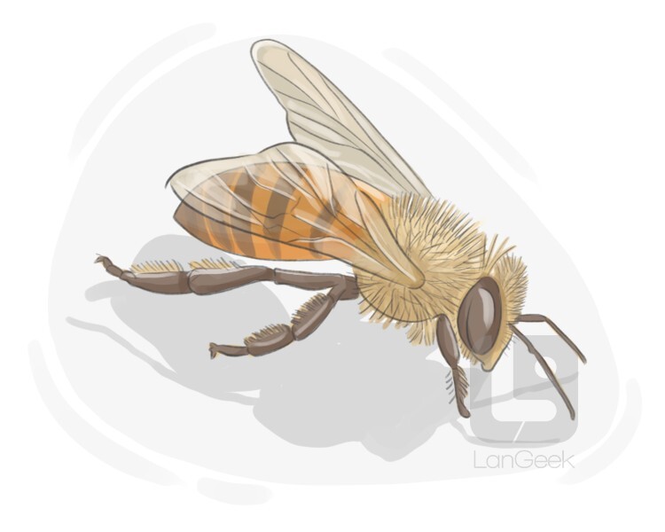 Definition & Meaning of "Africanized honey bee" | LanGeek