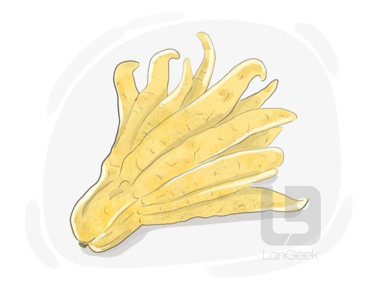 Definition & Meaning of "Buddha's hand" | LanGeek