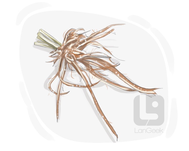 Definition & Meaning of "Skirret" | LanGeek