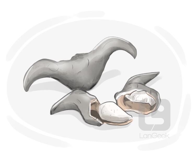 Definition & Meaning of "Trapa natans" | LanGeek