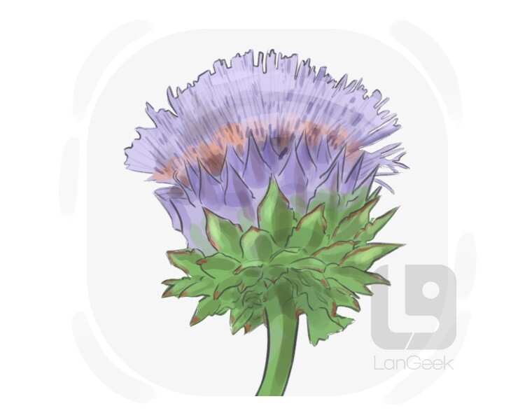 Definition & Meaning of "Cardoon" | LanGeek