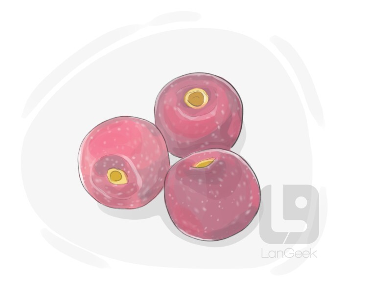 Definition & Meaning of "Phalsa" | LanGeek