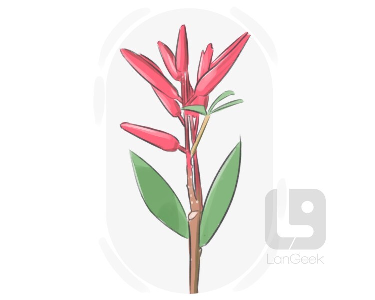 Definition & Meaning of "Quassia" | LanGeek