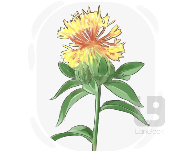 Definition & Meaning of "Safflower" | LanGeek