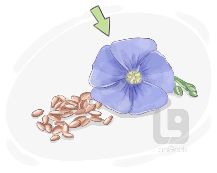 Definition & Meaning of "Flax" | LanGeek
