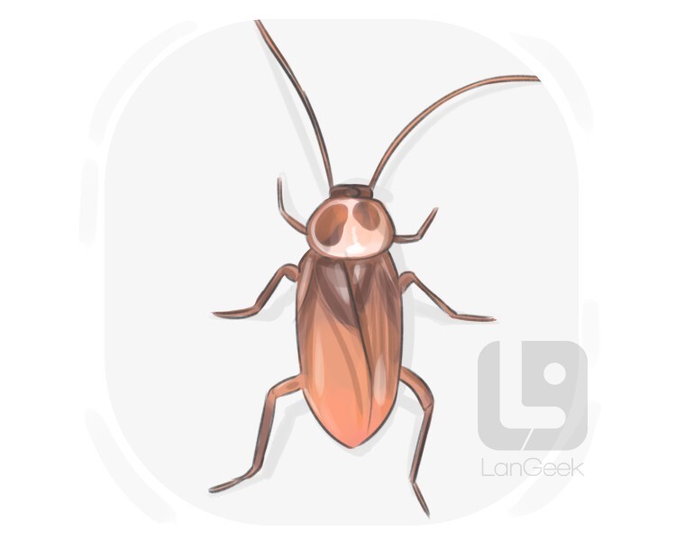 Definition & Meaning of "Australian cockroach" | LanGeek