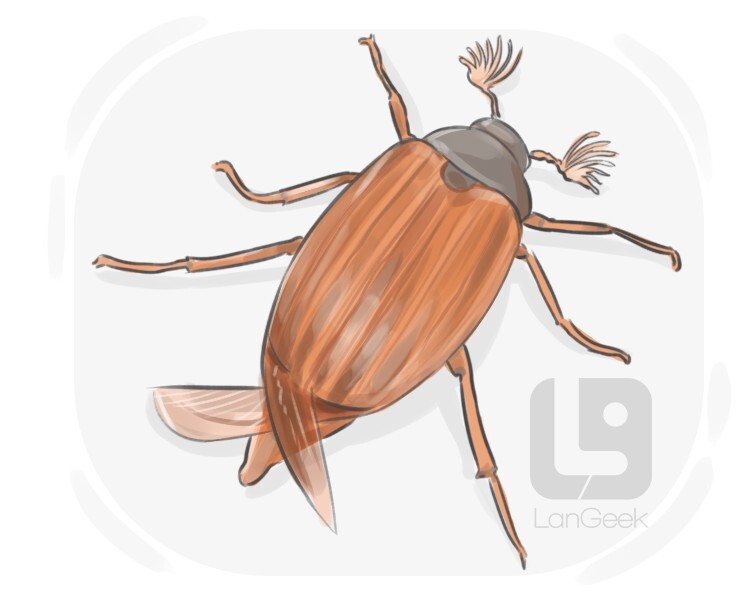 Definition & Meaning of "Melolonthid beetle" | LanGeek