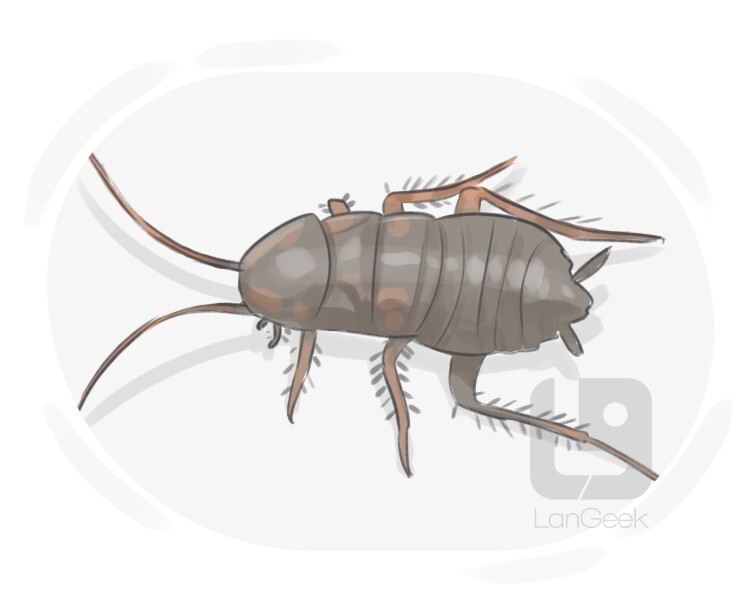 Nomius Beetle Wikipedia