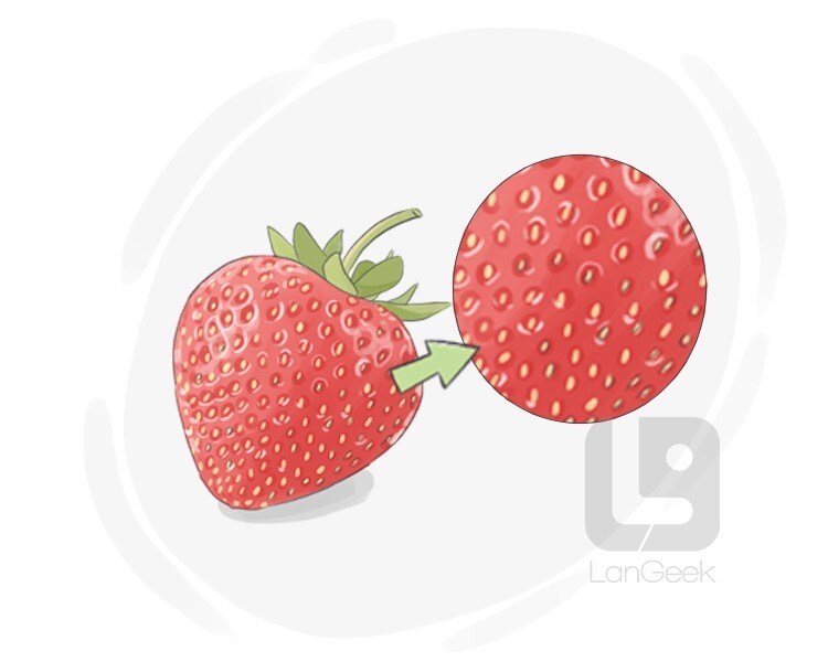 Achene Fruit Examples