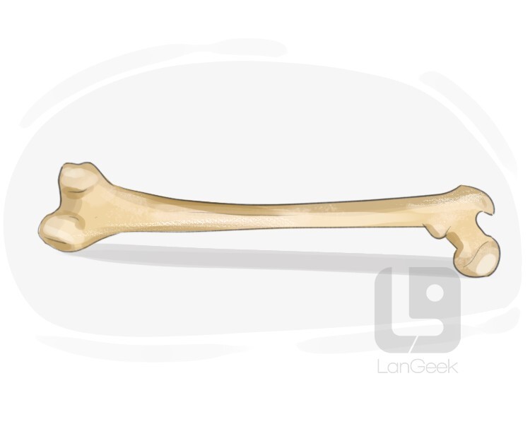 Definition & Meaning of "Long bone" | LanGeek