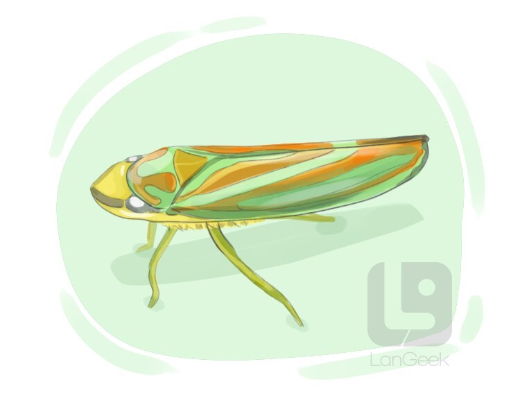 Definition & Meaning of "Leafhopper" | LanGeek