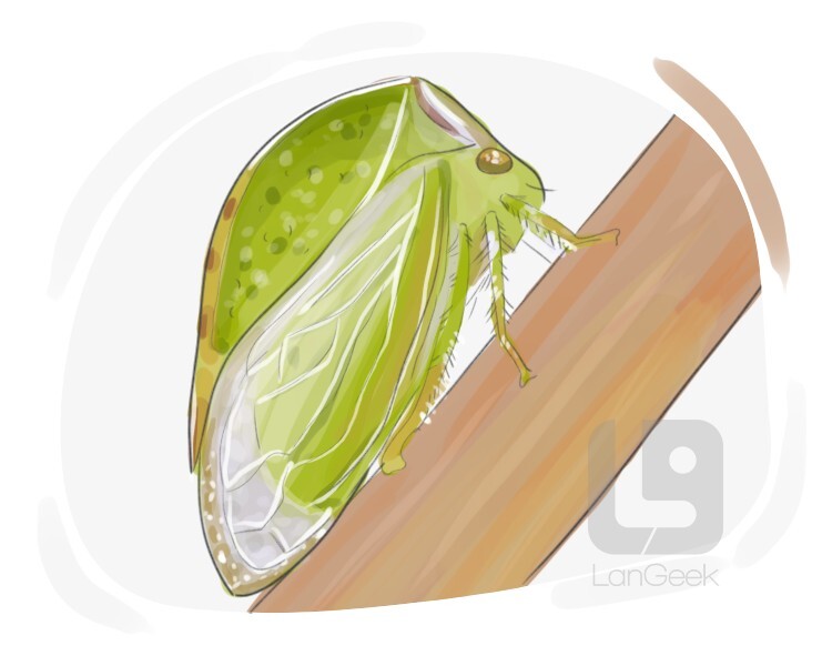 Definition & Meaning of "Treehopper" | LanGeek