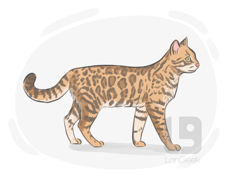 Definition & Meaning of "Leopard cat" | LanGeek