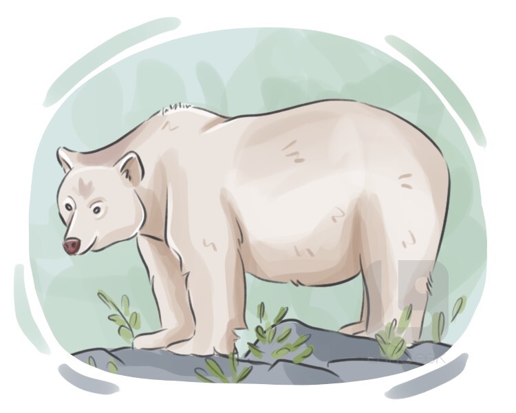 Definition & Meaning of "Kermode bear" | LanGeek