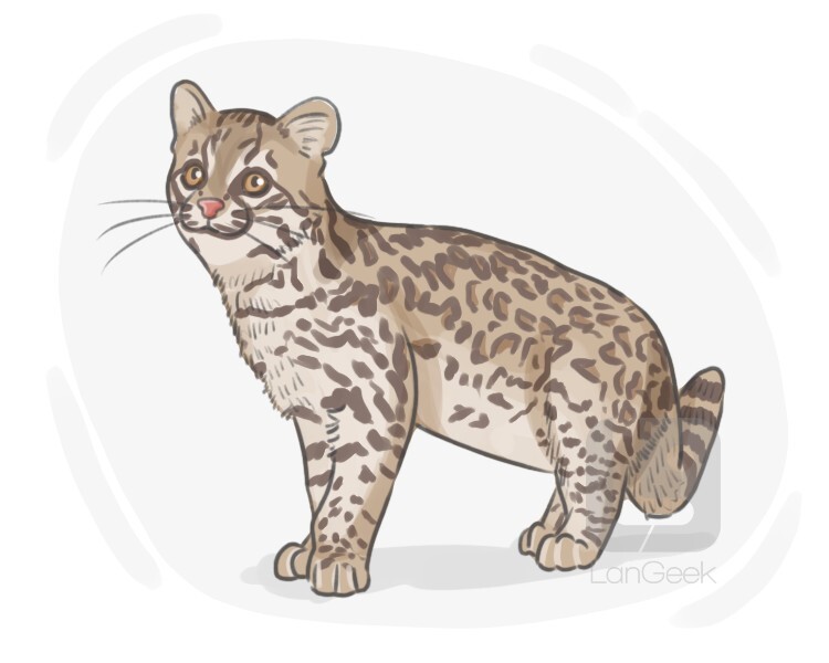 Definition & Meaning of "Oncilla" | LanGeek